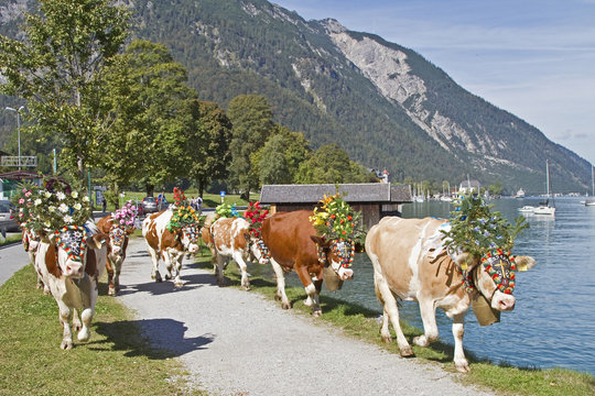 Almabtrieb Images – Parcourir 1,620 le catalogue de photos, vecteurs et ...