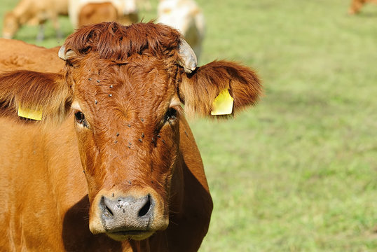 รูปภาพRinderrassen – เลือกดูภาพถ่ายสต็อก เวกเตอร์ และวิดีโอ117 | Adobe ...