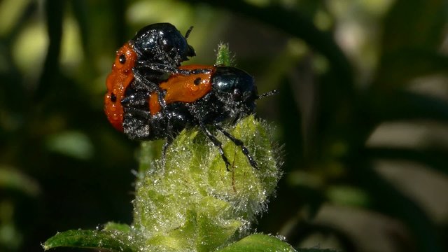 Copulando Images – Browse 115 Stock Photos, Vectors, and Video | Adobe ...