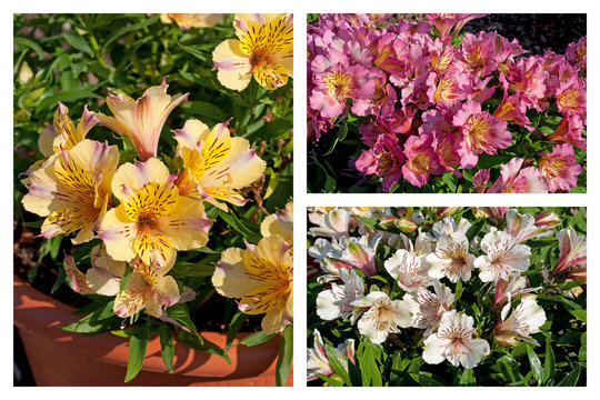 Inkalilien Images – Browse 62 Stock Photos, Vectors, and Video | Adobe ...