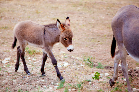 Baby Donkey