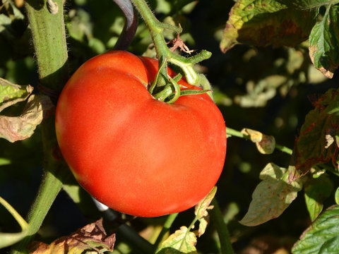 Tomatenstaude bilder – Bläddra bland 132 stockfoton, vektorer och ...