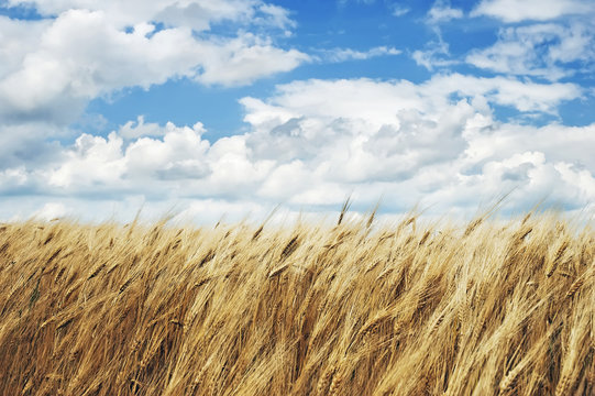 Wheatfield Images – Browse 259,597 Stock Photos, Vectors, and Video ...
