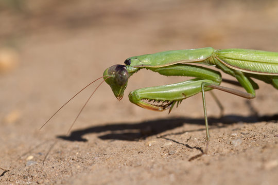 Imágenes de Mante: descubre bancos de fotos, ilustraciones, vectores y ...