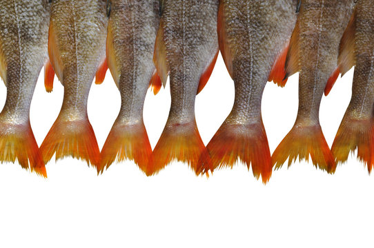 รูปภาพFishtail – เลือกดูภาพถ่ายสต็อก เวกเตอร์ และวิดีโอ28,151 | Adobe Stock