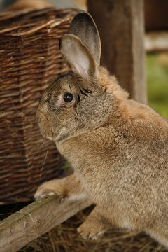1,882 BESTE Karnickel BILDER, STOCK-FOTOS & -VEKTORGRAFIKEN | Adobe Stock