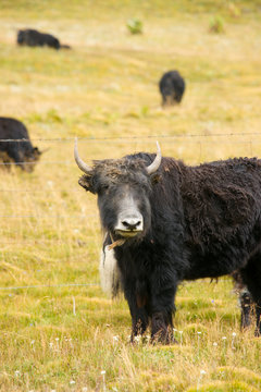 Yark Images – Browse 121 Stock Photos, Vectors, and Video | Adobe Stock