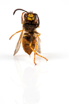 Torkeln Bilder – Durchsuchen 65 Archivfotos, Vektorgrafiken und Videos ...