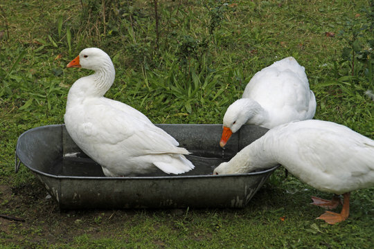 「Mastgans」の画像 - 154 件の Stock 写真、ベクターおよびビデオ | Adobe Stock