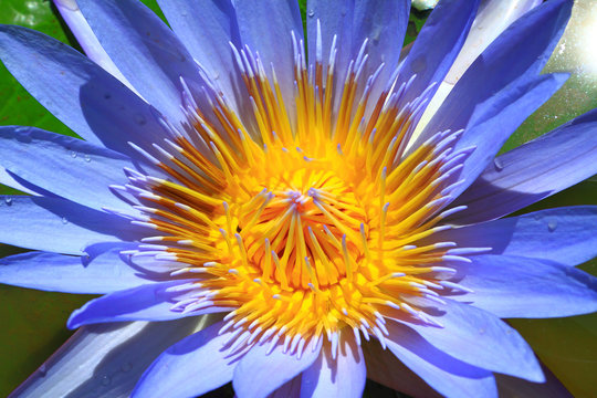 Blue Lotus Blossom Images – Browse 108,404 Stock Photos, Vectors, and ...