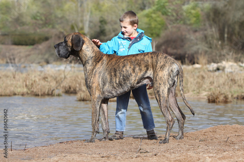 "rapport de taille entre un dogue allemand et un enfant" photo libre de ...