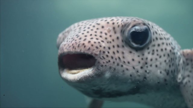 รูปภาพFirefish – เลือกดูภาพถ่ายสต็อก เวกเตอร์ และวิดีโอ3,314 | Adobe Stock