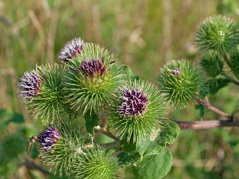 Kletten Bilder – Durchsuchen 23,601 Archivfotos, Vektorgrafiken und ...