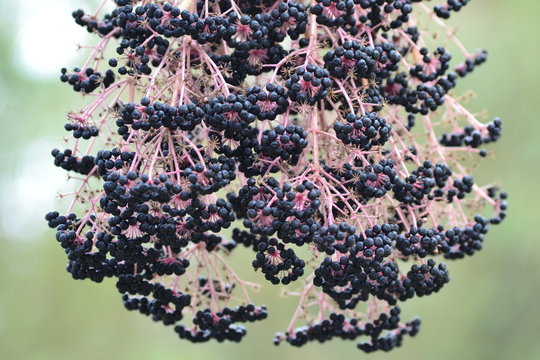 Hollunder bilder – Bläddra bland 497 stockfoton, vektorer och videor ...