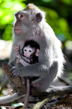 Affenbaby bilder – Bläddra bland 762 stockfoton, vektorer och videor ...