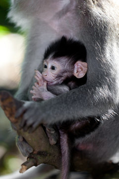 Affenbaby bilder – Bläddra bland 762 stockfoton, vektorer och videor ...