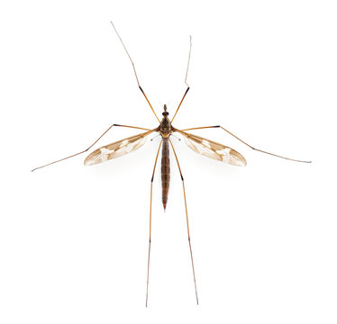 Schnacke Bilder – Durchsuchen 5,696 Archivfotos, Vektorgrafiken und ...