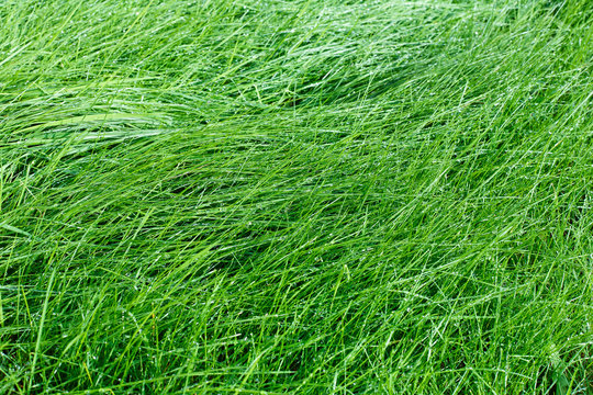 Grass-Plot Imagens – Procure 1,469 fotos, vetores e vídeos | Adobe Stock