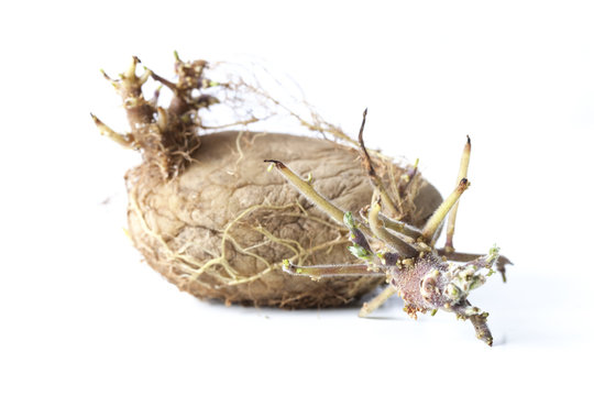 Bourgeonner bilder – Bläddra bland 397 stockfoton, vektorer och videor ...