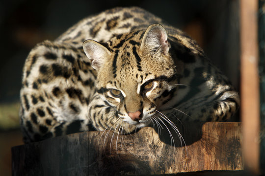 Ozelotkatze Bilder – Durchsuchen 3,477 Archivfotos, Vektorgrafiken und ...
