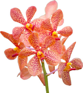 Orchie Images – Browse 29 Stock Photos, Vectors, and Video | Adobe Stock