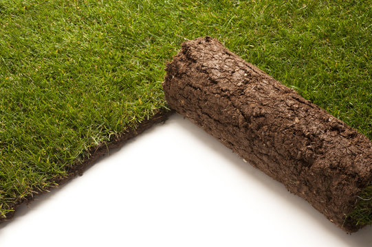 รูปภาพRotulus – เลือกดูภาพถ่ายสต็อก เวกเตอร์ และวิดีโอ1,683 | Adobe Stock