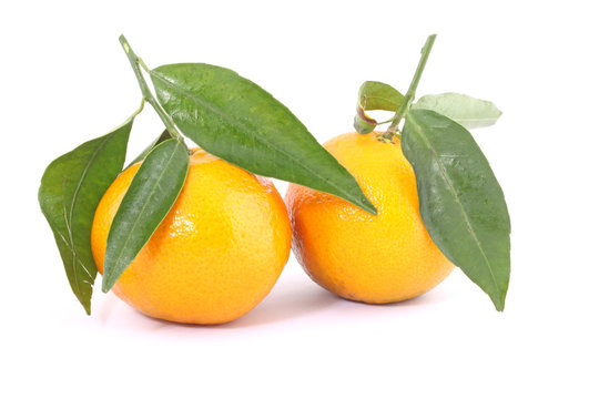 รูปภาพClementinen – เลือกดูภาพถ่ายสต็อก เวกเตอร์ และวิดีโอ1,649 | Adobe ...