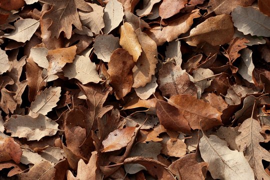 "Hojas Secas" Images – Browse 1,292 Stock Photos, Vectors, and Video ...