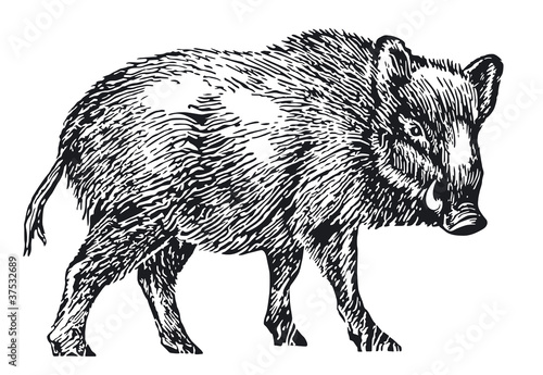"Wildschwein" Stockfotos und lizenzfreie Vektoren auf Fotolia.com ...