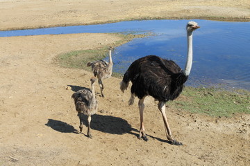 Photos, illustrations et vidéos de autruchon