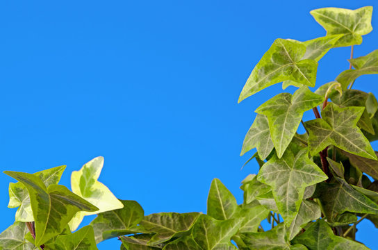 Efeu bilder – Bläddra bland 17,771 stockfoton, vektorer och videor ...