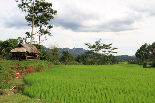 Palawa Images – Browse 30 Stock Photos, Vectors, and Video | Adobe Stock