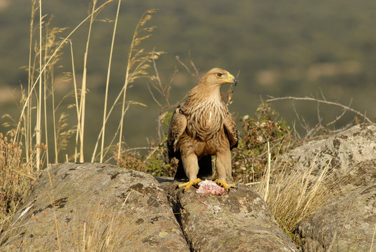 Pajizo Images – Browse 18 Stock Photos, Vectors, and Video | Adobe Stock