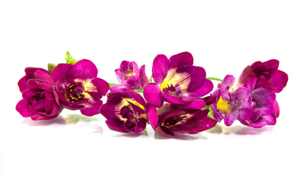 Fresia-Bilder: Stock-Fotos & -Videos. | Adobe Stock
