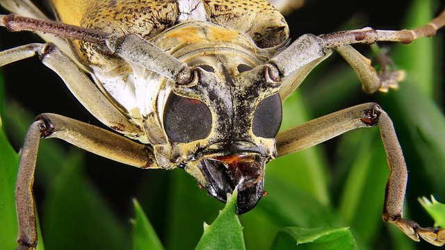 Numitor Images – Browse 35 Stock Photos, Vectors, and Video | Adobe Stock