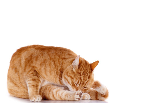 Obsequious Bilder – Durchsuchen 316 Archivfotos, Vektorgrafiken und ...