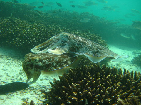 Sepien bilder – Bläddra bland 217 stockfoton, vektorer och videor ...