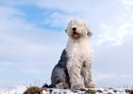 Obrázky Bobtail – procházejte fotografie, vektory a videa 6,531 | Adobe ...