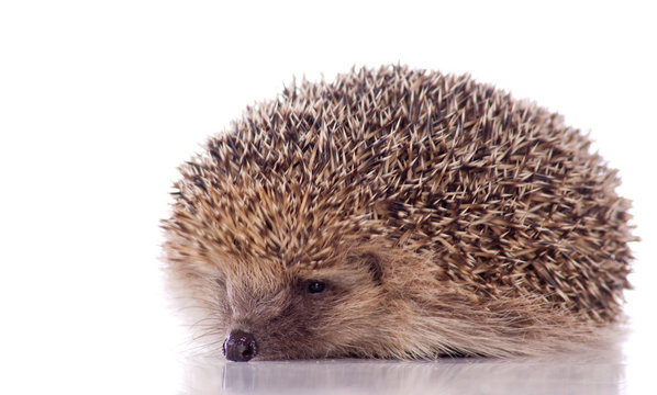 Hérisson Images – Browse 1,687 Stock Photos, Vectors, and Video | Adobe ...