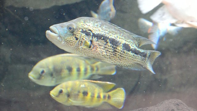 Malawibuntbarsch Bilder – Durchsuchen 20 Archivfotos, Vektorgrafiken ...