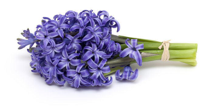 Hyacinth Background Images – Browse 106,404 Stock Photos, Vectors, and ...