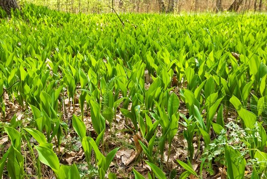 Glage Images – Browse 10 Stock Photos, Vectors, and Video | Adobe Stock