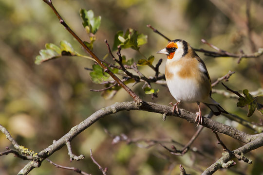 Thistle-Finch Images – Browse 42 Stock Photos, Vectors, and Video ...