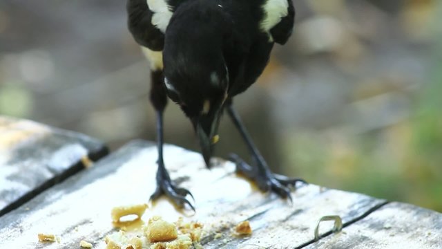 รูปภาพPecking – เลือกดูภาพถ่ายสต็อก เวกเตอร์ และวิดีโอ68,498 | Adobe Stock