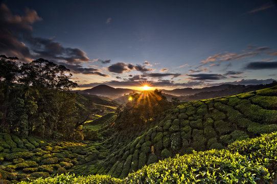 "Cameron Highland" Images – Browse 715 Stock Photos, Vectors, and Video ...