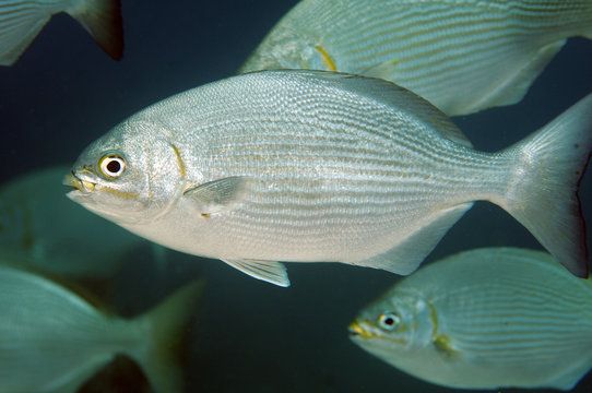 Saltwater Chub Fish