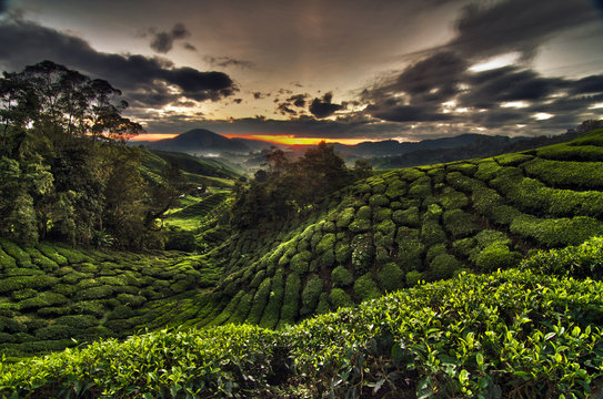 "Cameron Highland" Images – Browse 753 Stock Photos, Vectors, and Video ...