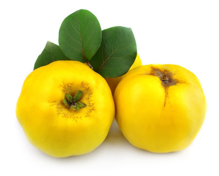 Quitte Bilder – Durchsuchen 36,667 Archivfotos, Vektorgrafiken und ...