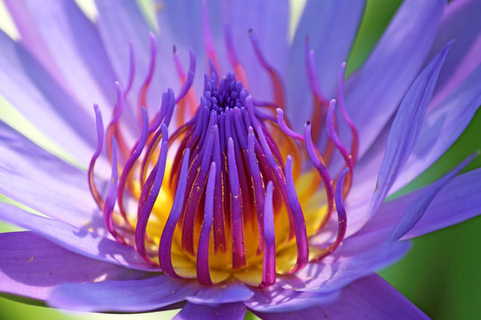 "Purple Lotus" Images – Browse 757 Stock Photos, Vectors, and Video ...