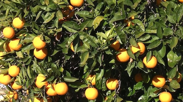 Naranjo Images – Browse 3,862 Stock Photos, Vectors, and Video | Adobe ...